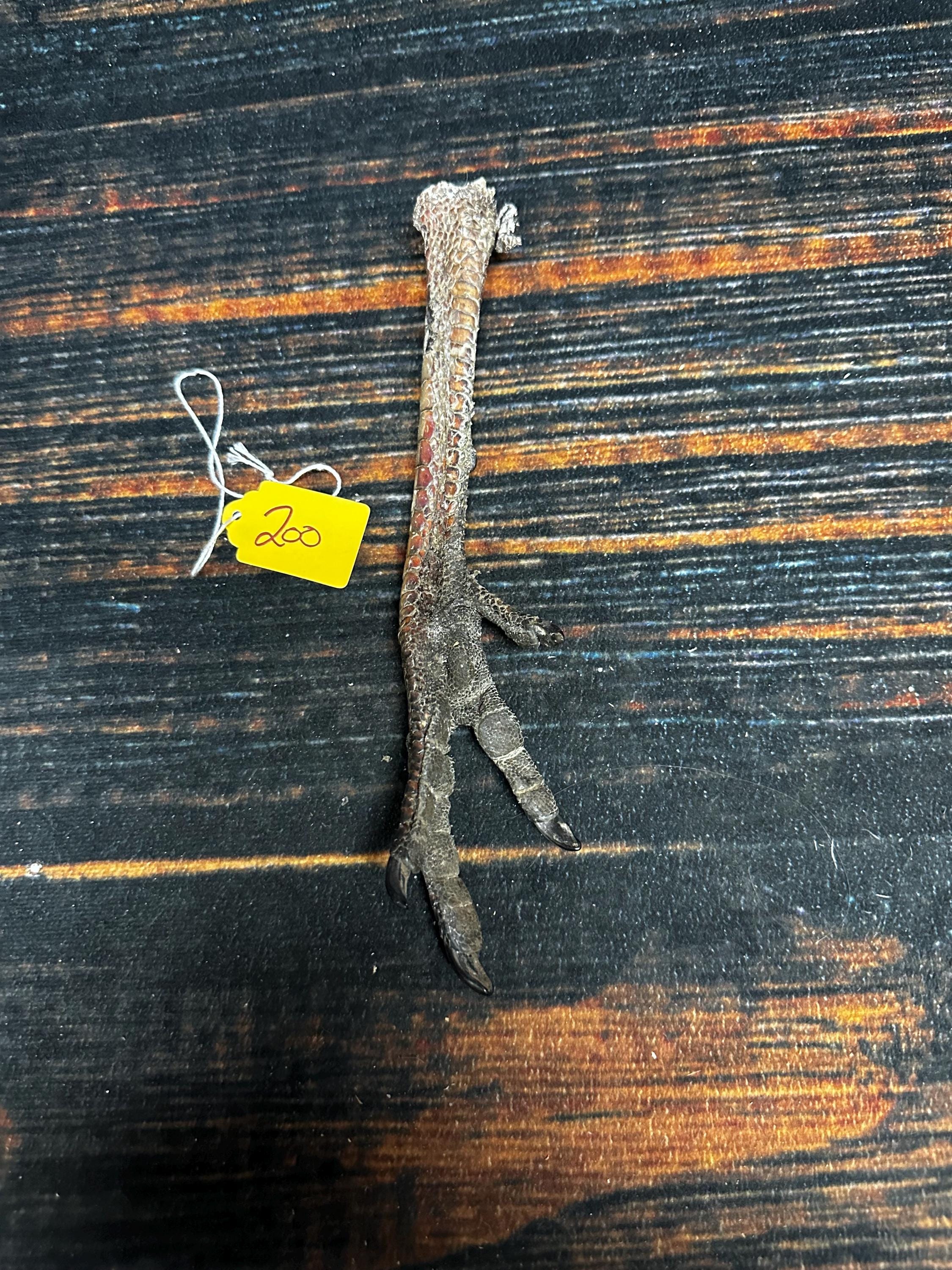 Real Wild Turkey Foot Taxidermy Mount Art Feet Voodoo Unique Christmas ...