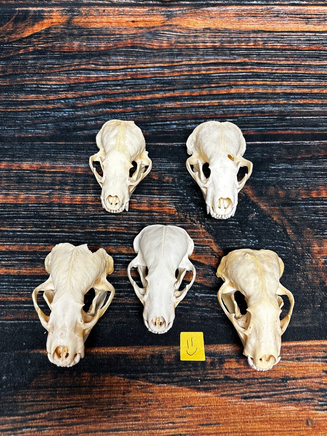 5 Real BADGER Skulls Bone Animal Mount Man Cave Cabin Decor Art Craft ...