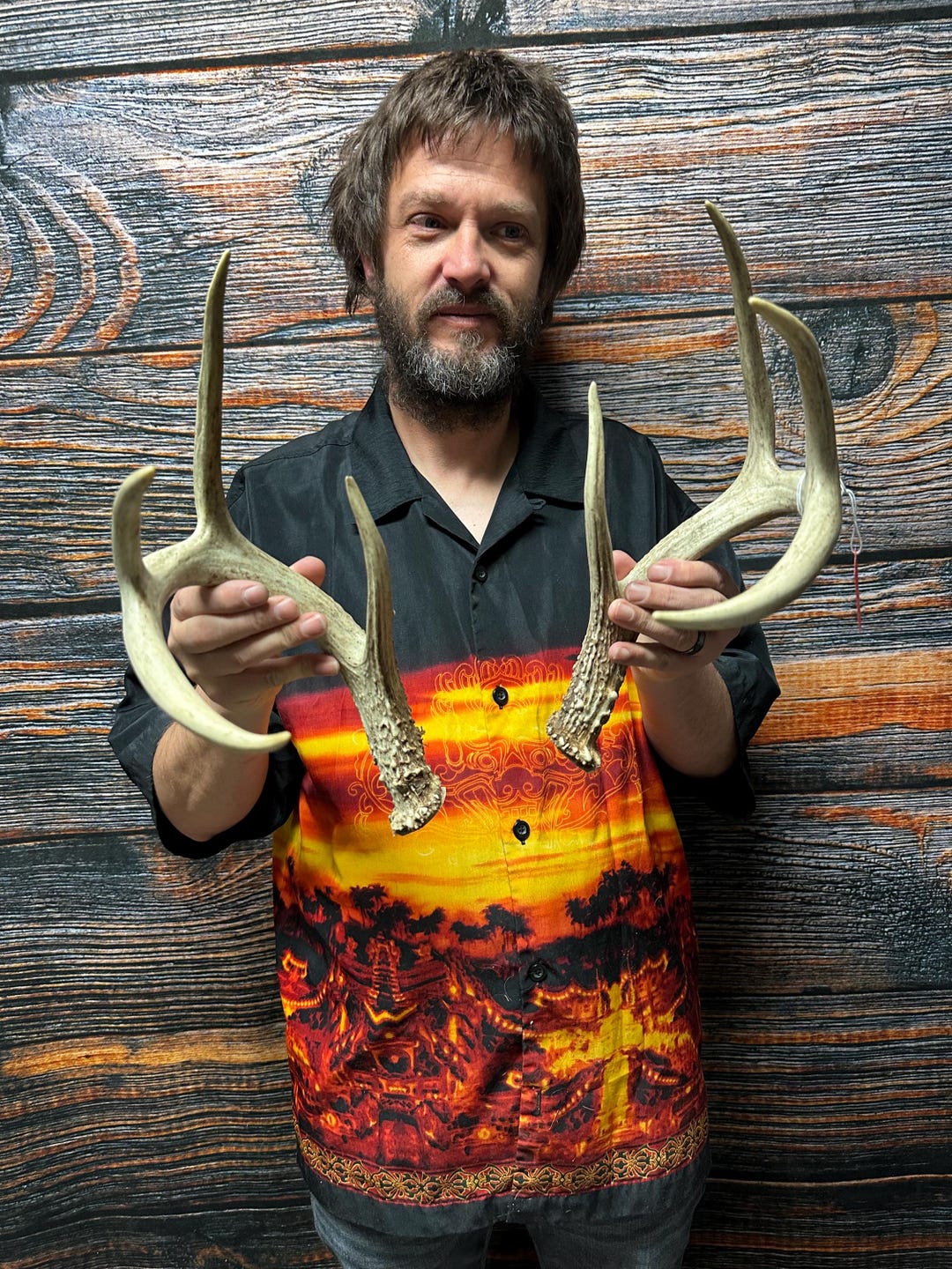 Wild 8 Point Whitetail Deer Cut off Antler Rattling Horn Unique ...