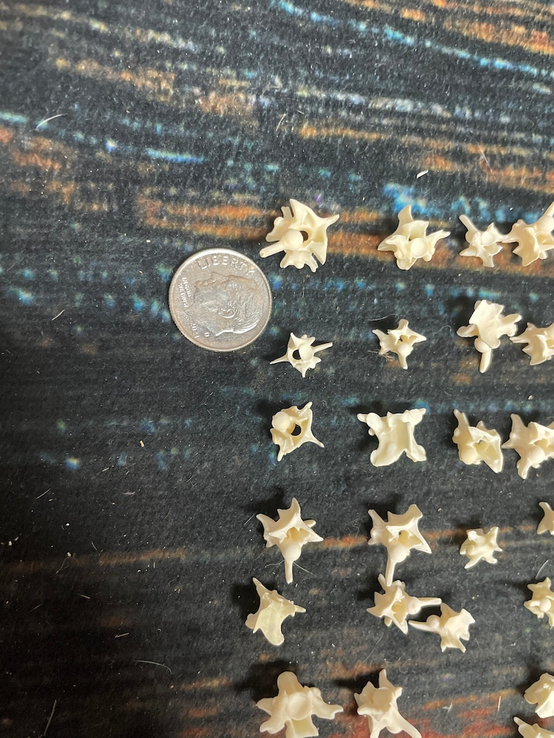 100 Real Rattlesnake Vertebrae Vertebrea Bone Gothic Voodoo - Etsy