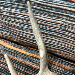 Wild Whitetail Deer Shed Antler Unique Christmas Gift Man Cave Medieval ...
