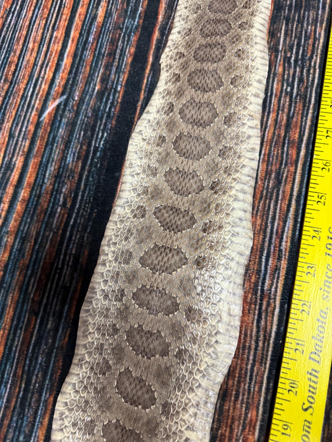 REAL Rattlesnake Skin Prairie Rattler Hide Dry Tanned Bow Wrap Blank ...