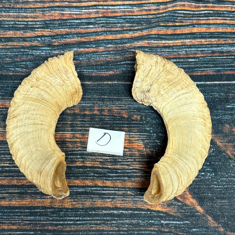 Real Ram Horns - Etsy