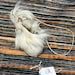 Real Wild Turkey Foot Taxidermy Mount Art Feet Voodoo Unique Christmas ...
