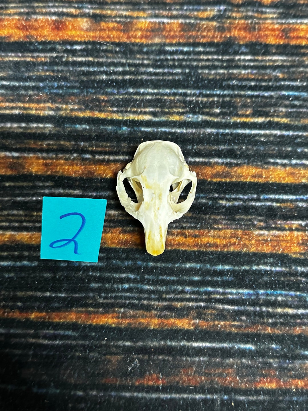 Real XL Richardson Ground Squirrel Skull Animal Unique Birthday Gift ...