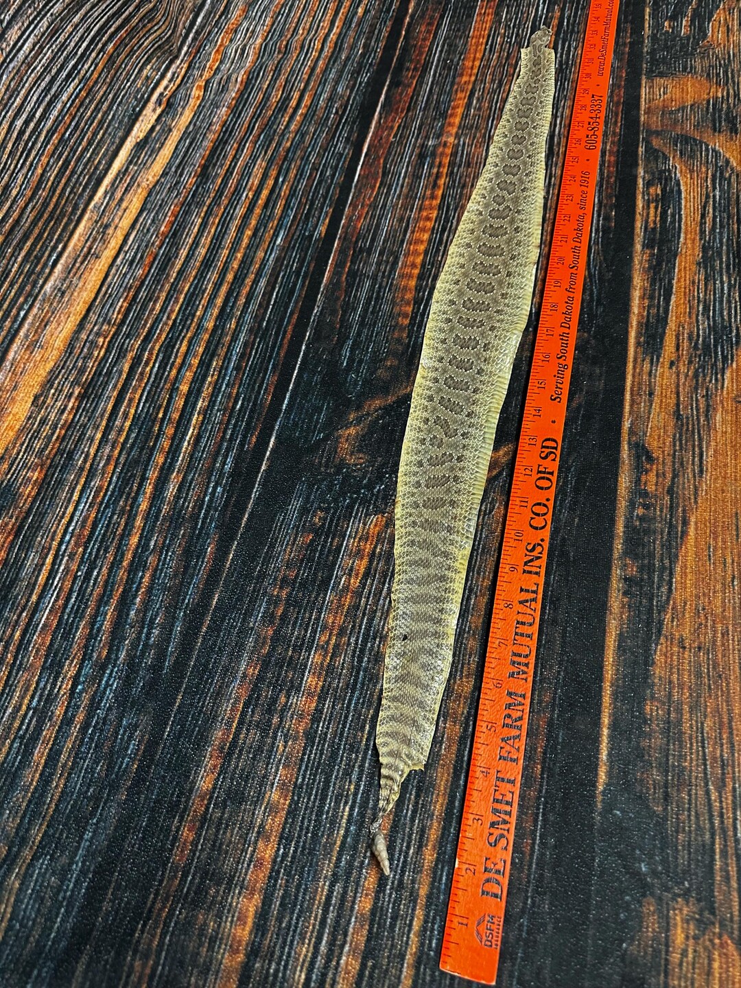 REAL Rattlesnake Skin Prairie Rattler Hide Soft Tanned Bow Wrap Blank ...