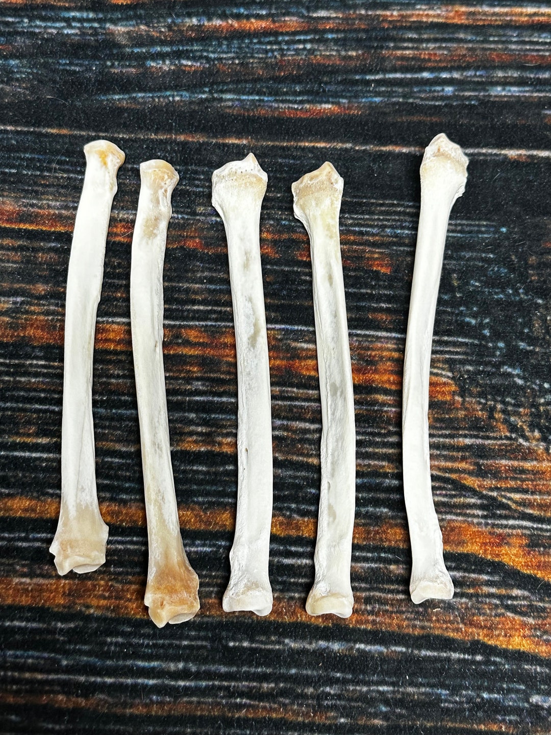 5 Real Coyote Leg Bones Mountain Man Craft Skulls Jewelry Earring ...