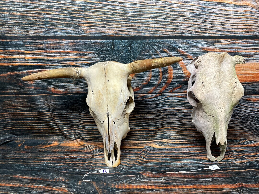 Neat Pair of Cow Skulls Male Female Head Animal Mount Unique Christmas ...