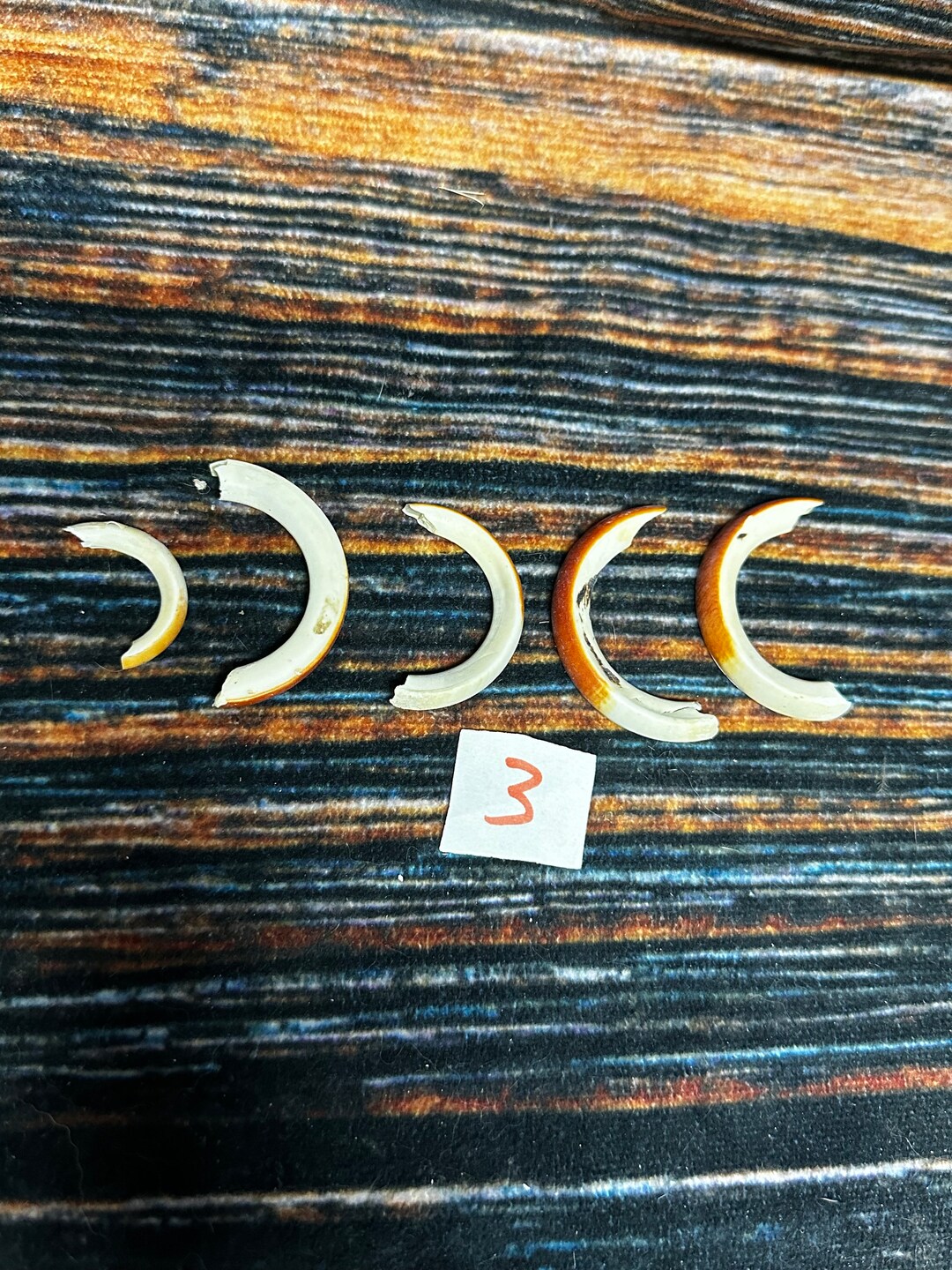 5 Real Beaver Teeth Choppers Jewelry Bead Art Craft Renaissance Gothic ...