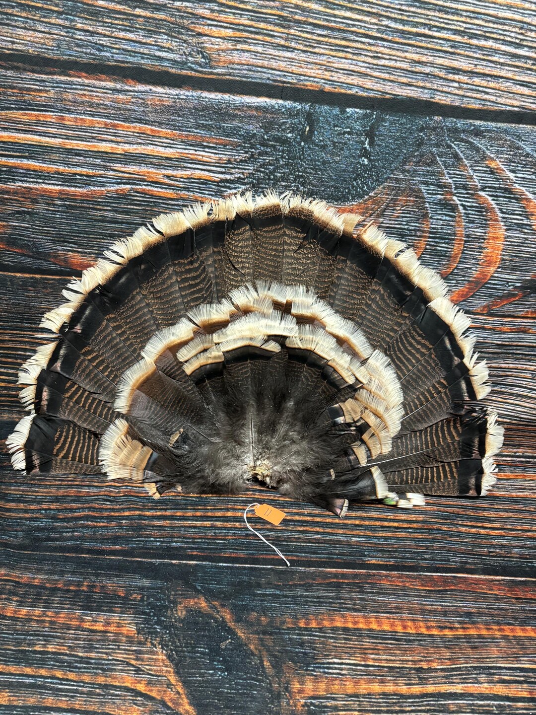 Real Wild Turkey Tail Merriam Feather Millinery Big Tom Decoy Bustle ...