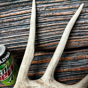 Wild Whitetail Deer Shed Antler Unique Christmas Gift Man Cave Medieval ...