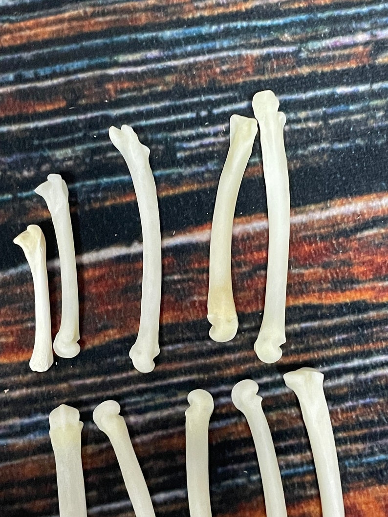 20 Real Bobcat Paw Bone Mountain Man Craft Skulls Jewelry Earring ...
