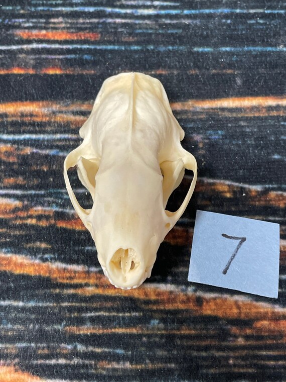 Real XXL Skunk Skull bone Animal Mount Man Cave Cabin Western Decor ...