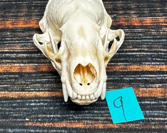 Real XL BADGER Skull Bone Animal Mount Man Cave Cabin Decor Art Craft ...