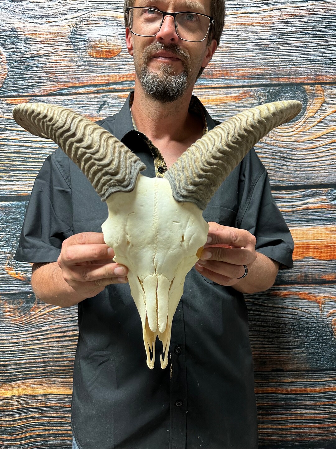 Real Aoudad Sheep Skull Head Sheep With Big Horns Western Decoration ...