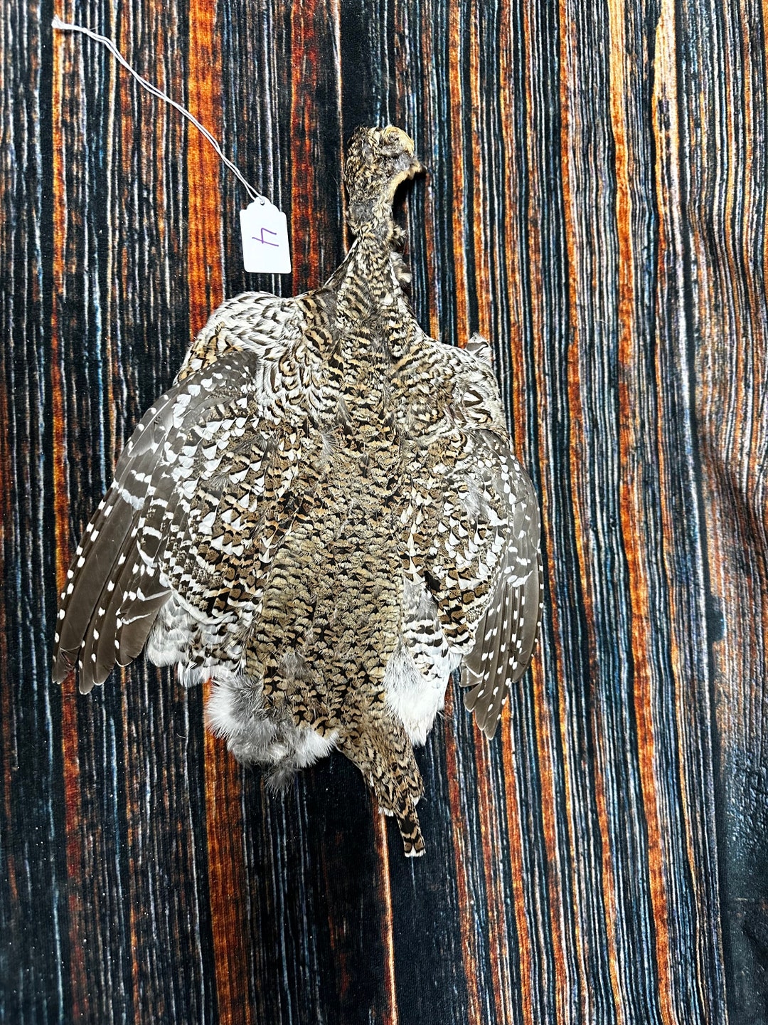 Real South Dakota Grouse Skin Feather Millinery Bustle Western Decor ...