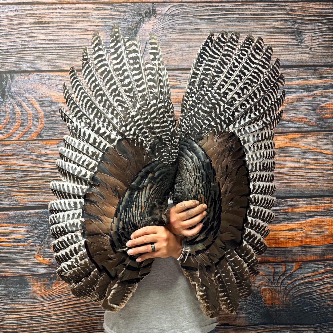 2 Wild Turkey Wings Feathers Plume Millinery Art Fan Bustle Fly Tying ...
