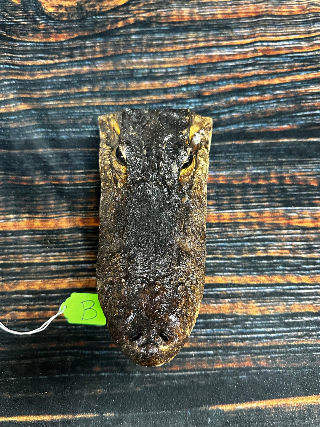 Real Alligator Head Taxidermy Mount Man Cave Western Cabin Decor Craft ...