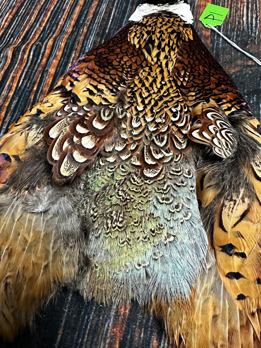 Real Ringneck Pheasant Skin Feather Millinery Bustle Western Decor Art ...