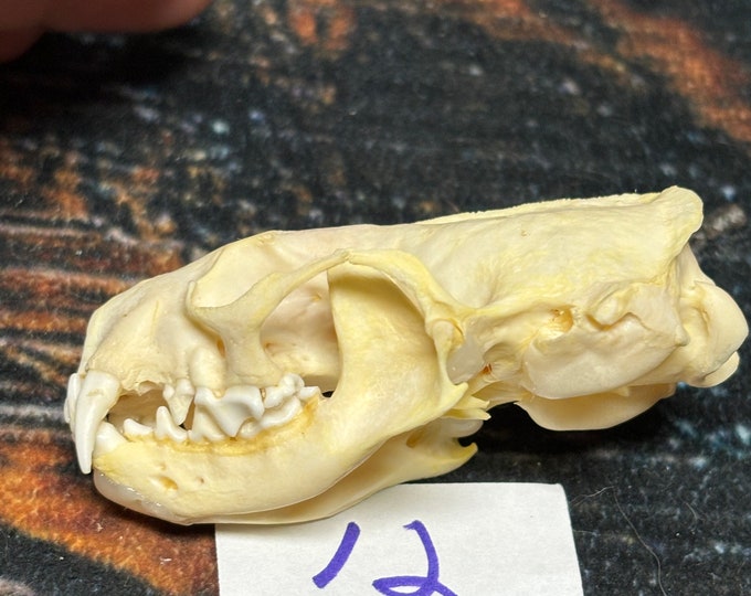 Real XXL Beaver Skull Gothic Unique Gift Halloween Witchcraft Cabin Man ...