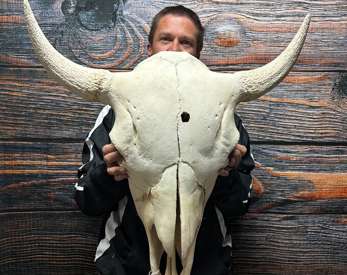 Real American Bison Buffalo Skull Western Yard Decor Art Craft Supplies ...