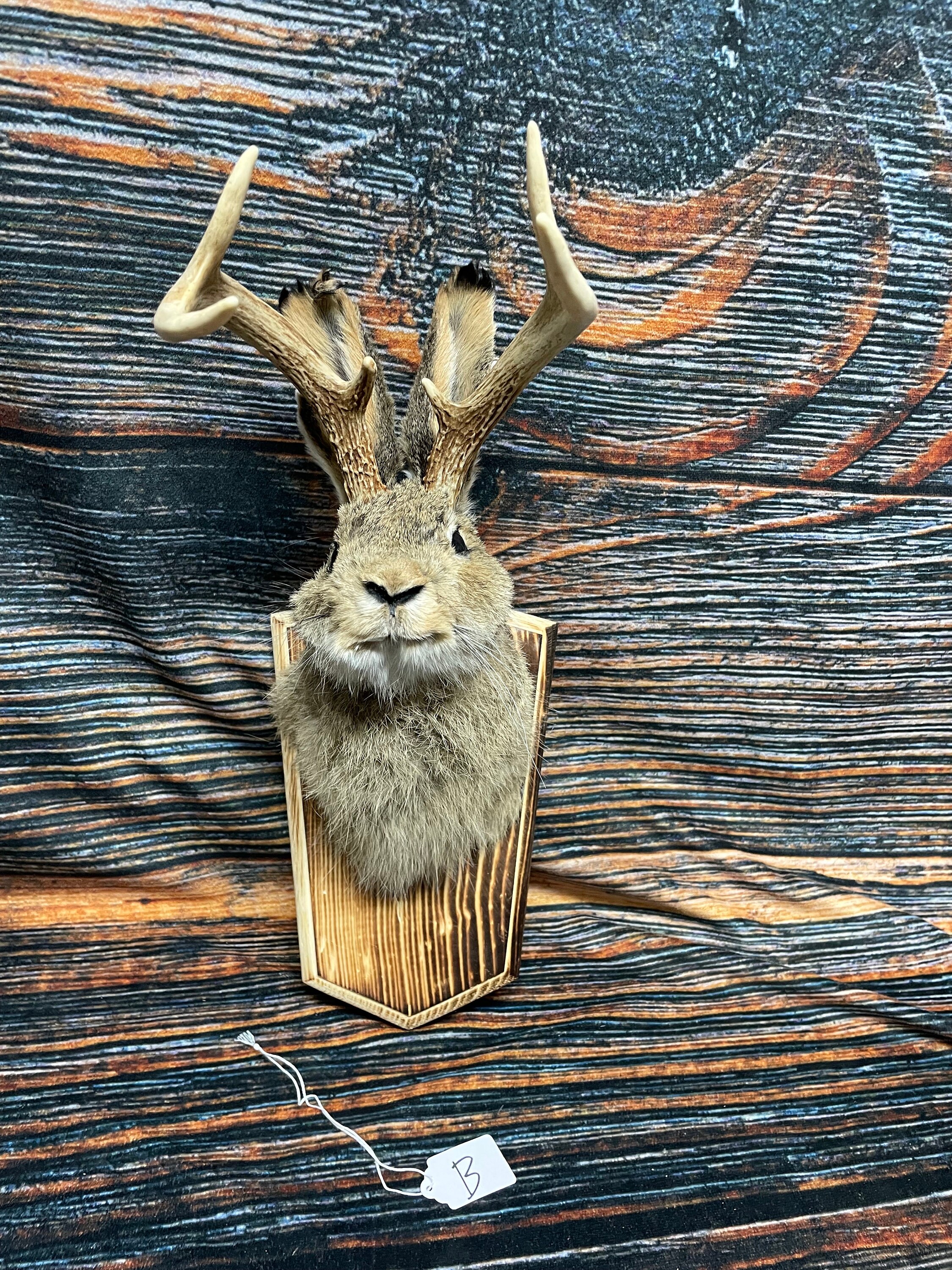 Mounted Jackalope Drawing
