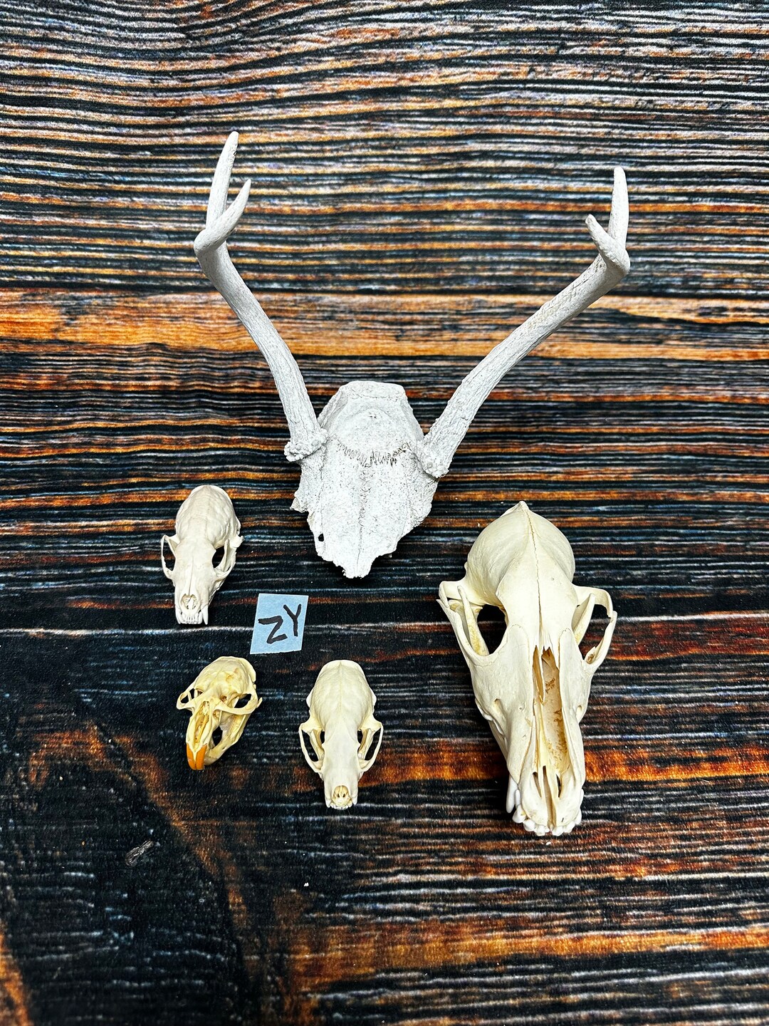 5 Real Animal Skulls Mink Muskrat Coyote Deer Educational Model Garden ...