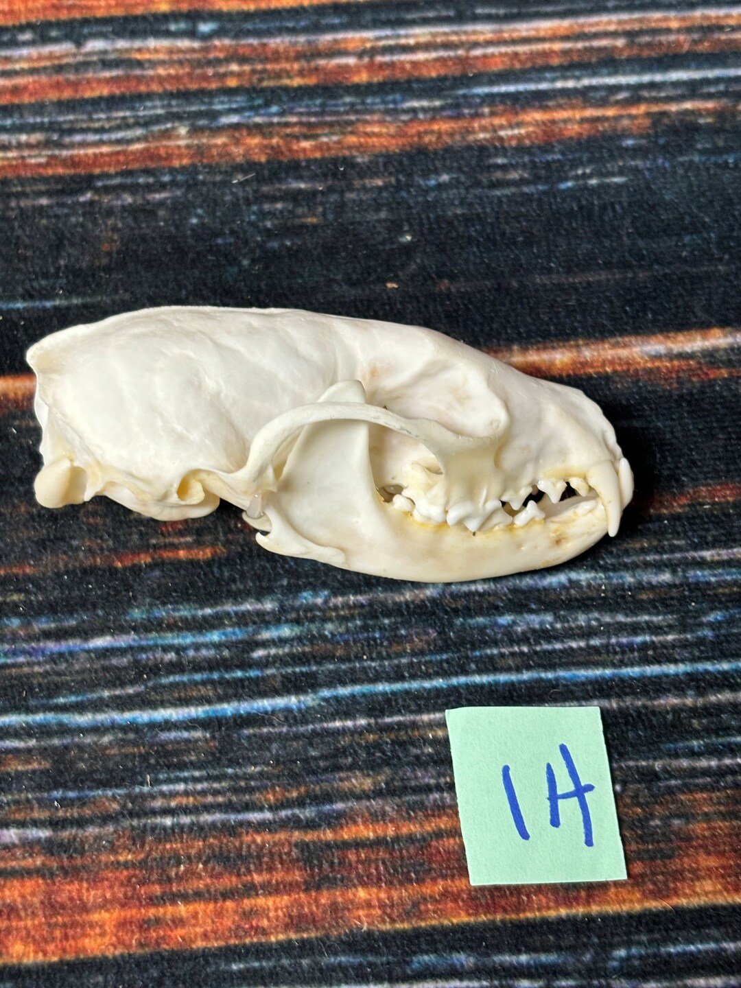 Real Female Fisher Skull Bone Animal Mount Odd Unique Christmas Gift ...