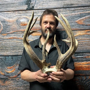 Trophy Wild 11 Point Whitetail Deer Antler Rack Horn Set Unique ...