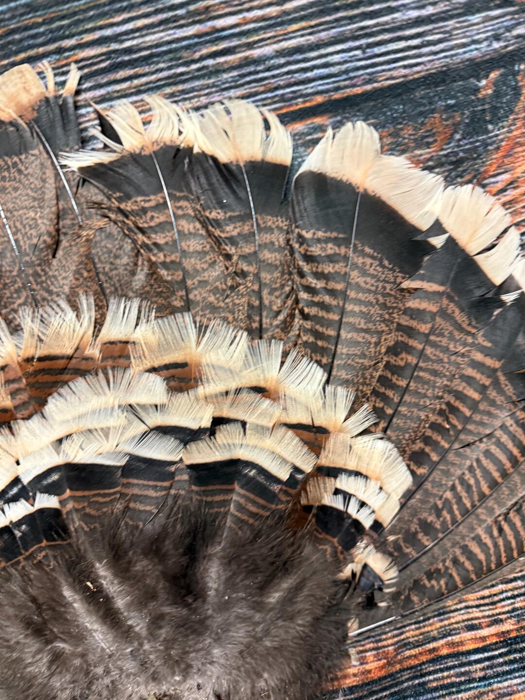 Real Wild Turkey Tail Feather Millinery Big Tom Decoy Bustle Western ...