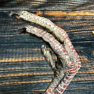 Real Wild Turkey Foot Taxidermy Mount Art Feet Voodoo Unique Christmas ...