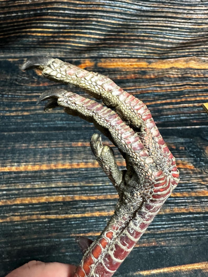 Real Wild Turkey Foot Taxidermy Mount Art Feet Voodoo Unique Christmas ...