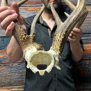 Trophy Wild 11 Point Whitetail Deer Antler Rack Horn Set Unique ...