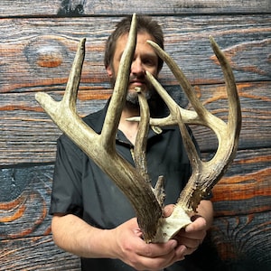 Trophy Wild 11 Point Whitetail Deer Antler Rack Horn Set Unique ...