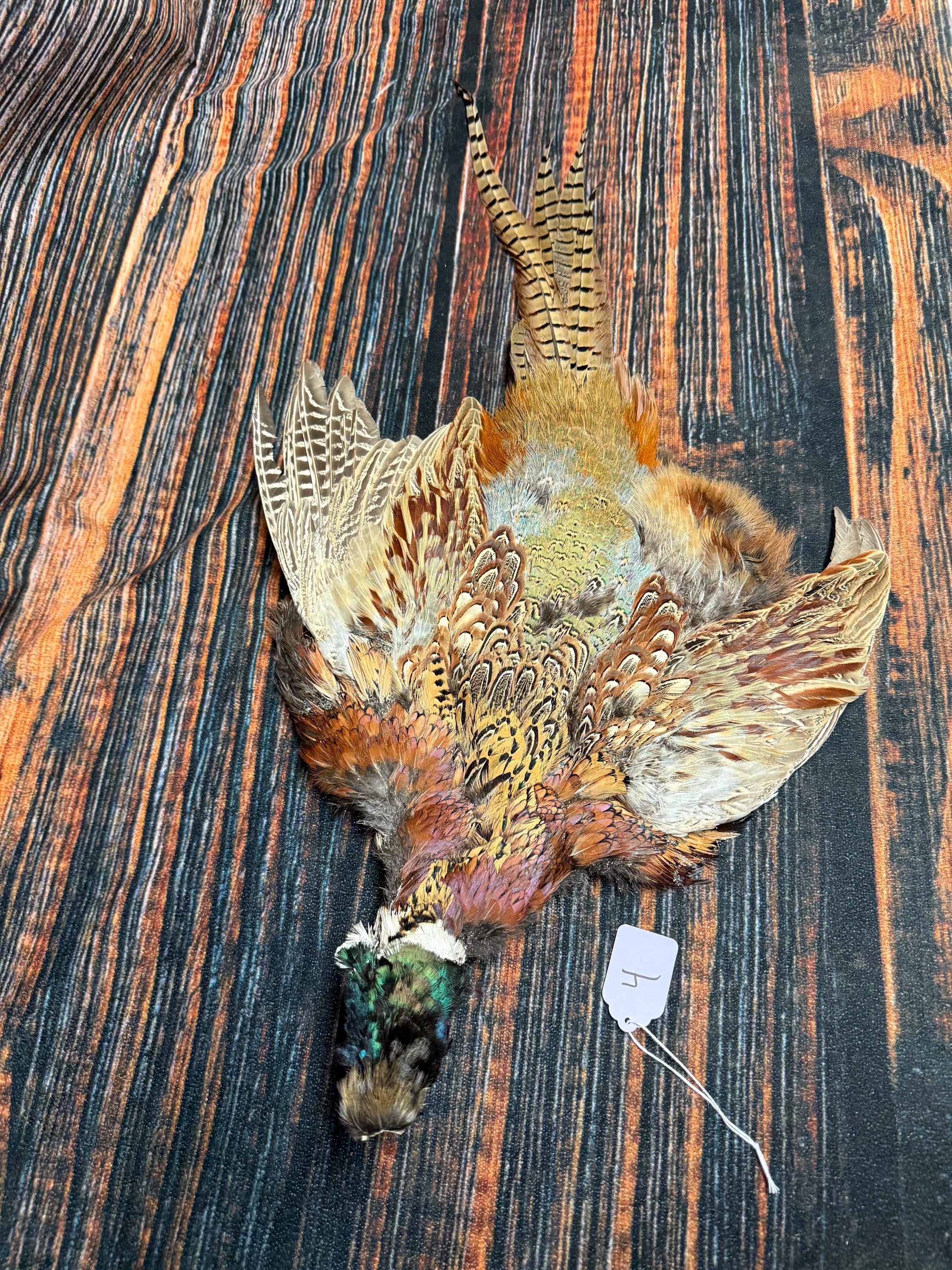 Real Ringneck Pheasant Skin Feather Millinery Bustle Western Decor Art ...