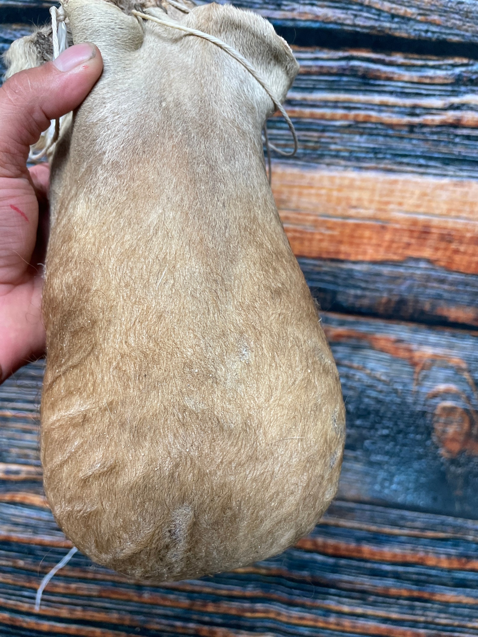 XXXL BULL scrotum Oddities HUGE ball bag Unique gift Odd Nut | Etsy