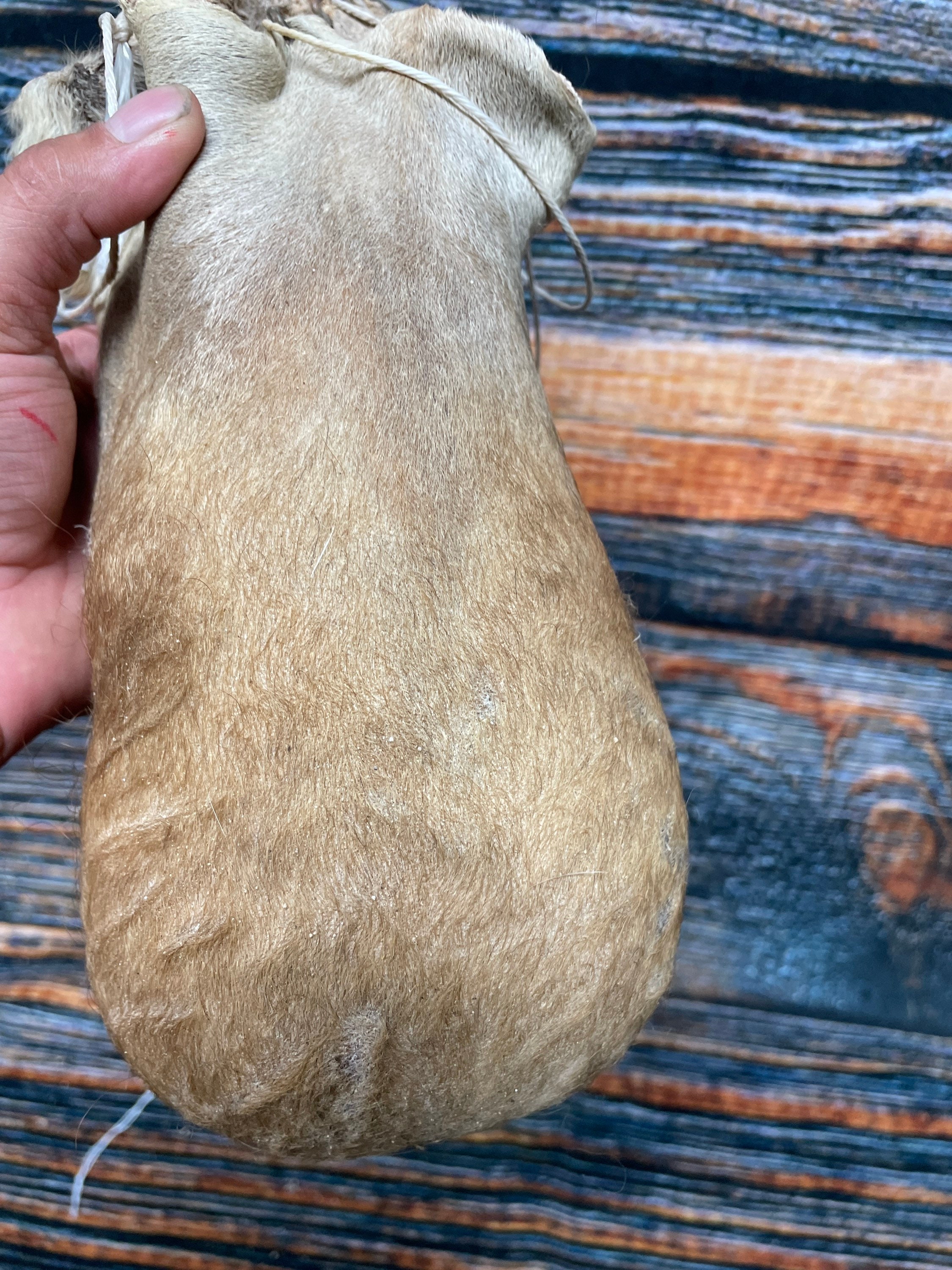 XXXL BULL scrotum Oddities HUGE ball bag Unique gift Odd Nut | Etsy