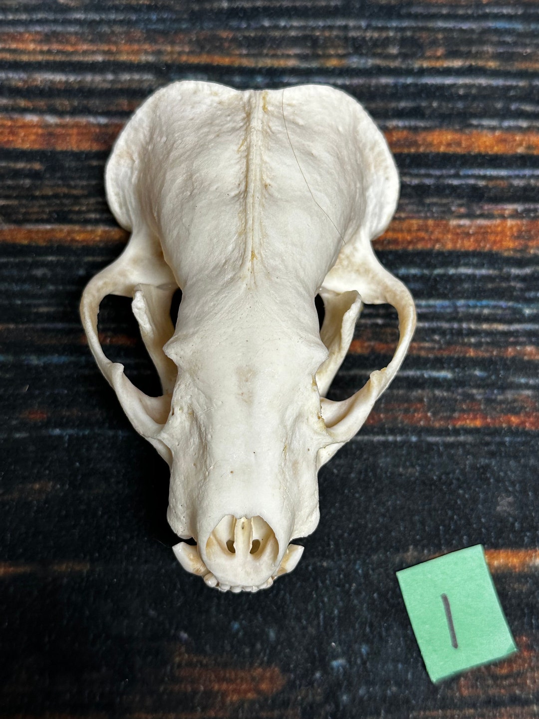 Real XL BADGER Skull Bone Animal Mount Man Cave Cabin Decor Art Craft ...