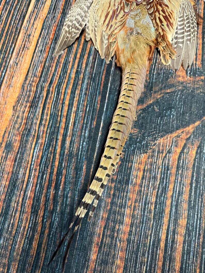 Real Ringneck Pheasant Skin Feather Millinery Bustle Western Decor Art ...