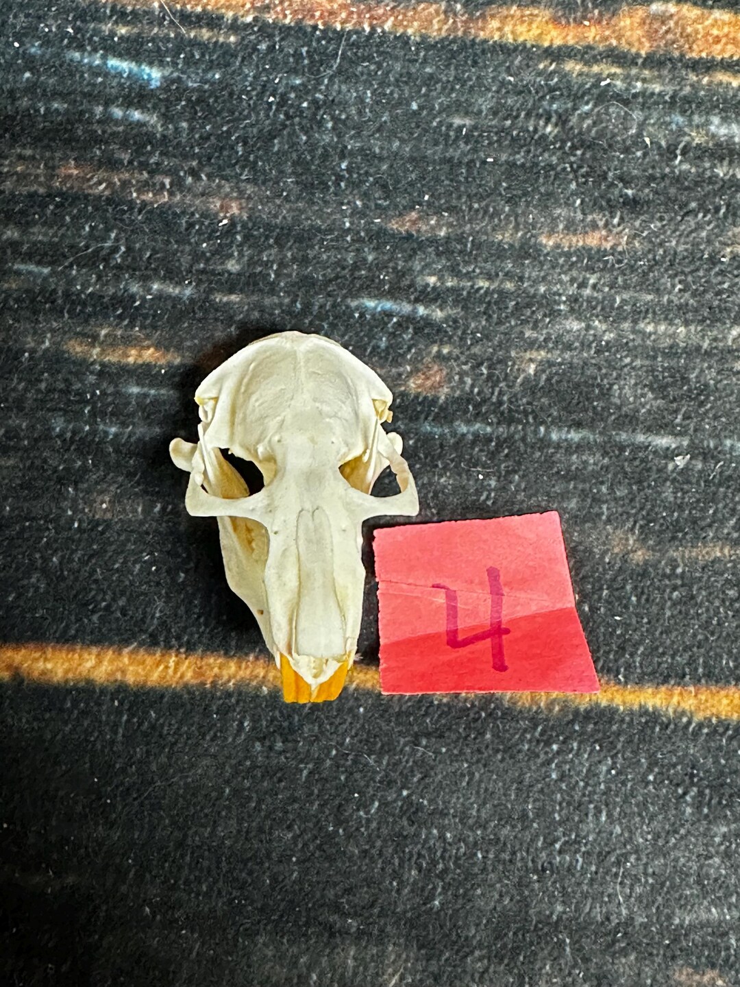 Real XL Pocket Gopher Skull Animal Mount Unique Birthday Gift Art ...