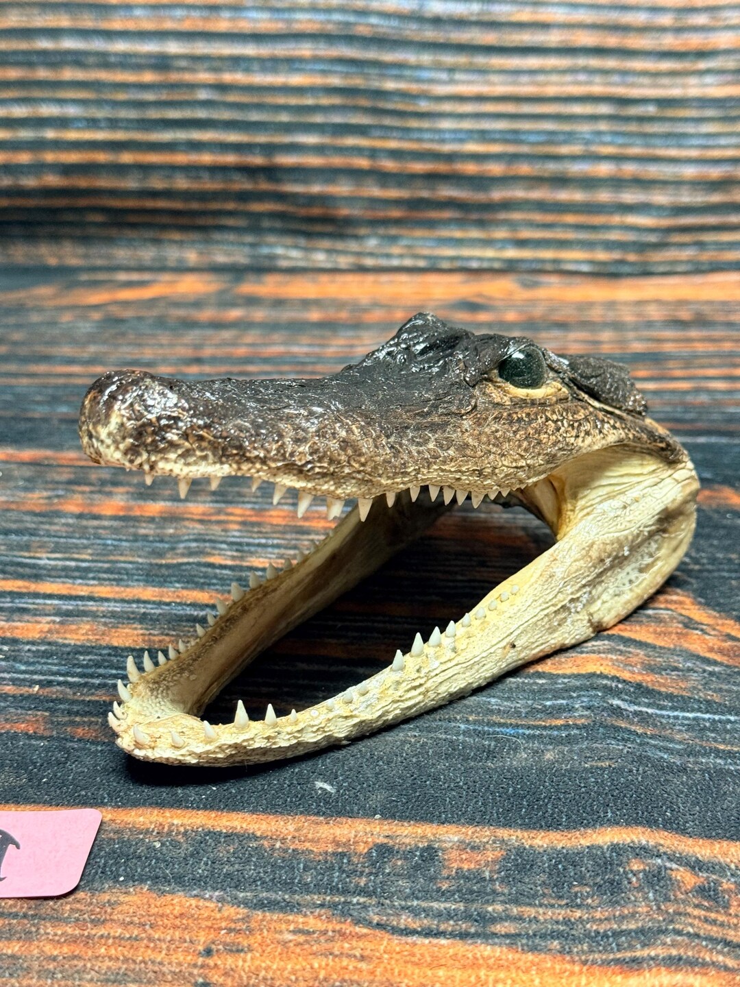 Real Alligator Head Taxidermy Mount Man Cave Western Cabin Decor Craft ...