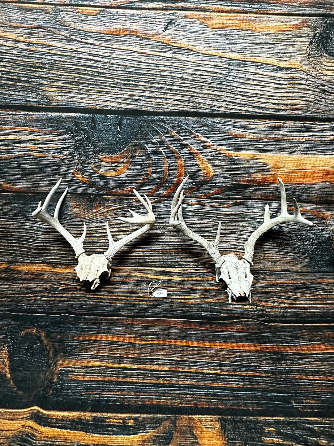 2 Wild Whitetail Deer Racks Antler Horn Head Unique Christmas Gift ...