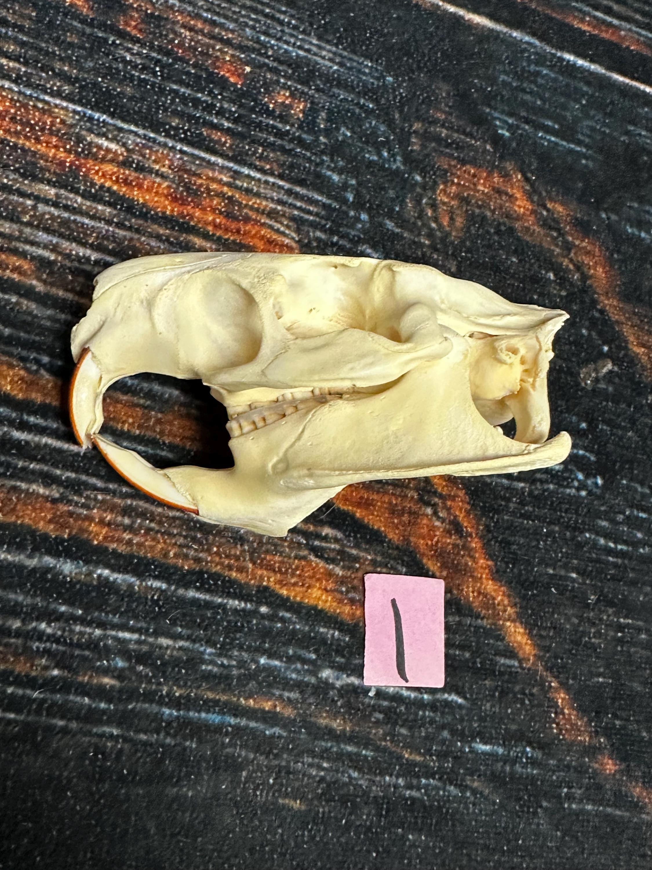 Real XXL Nutria Skull Gothic Unique Christmas Gift Halloween Cabin Man ...