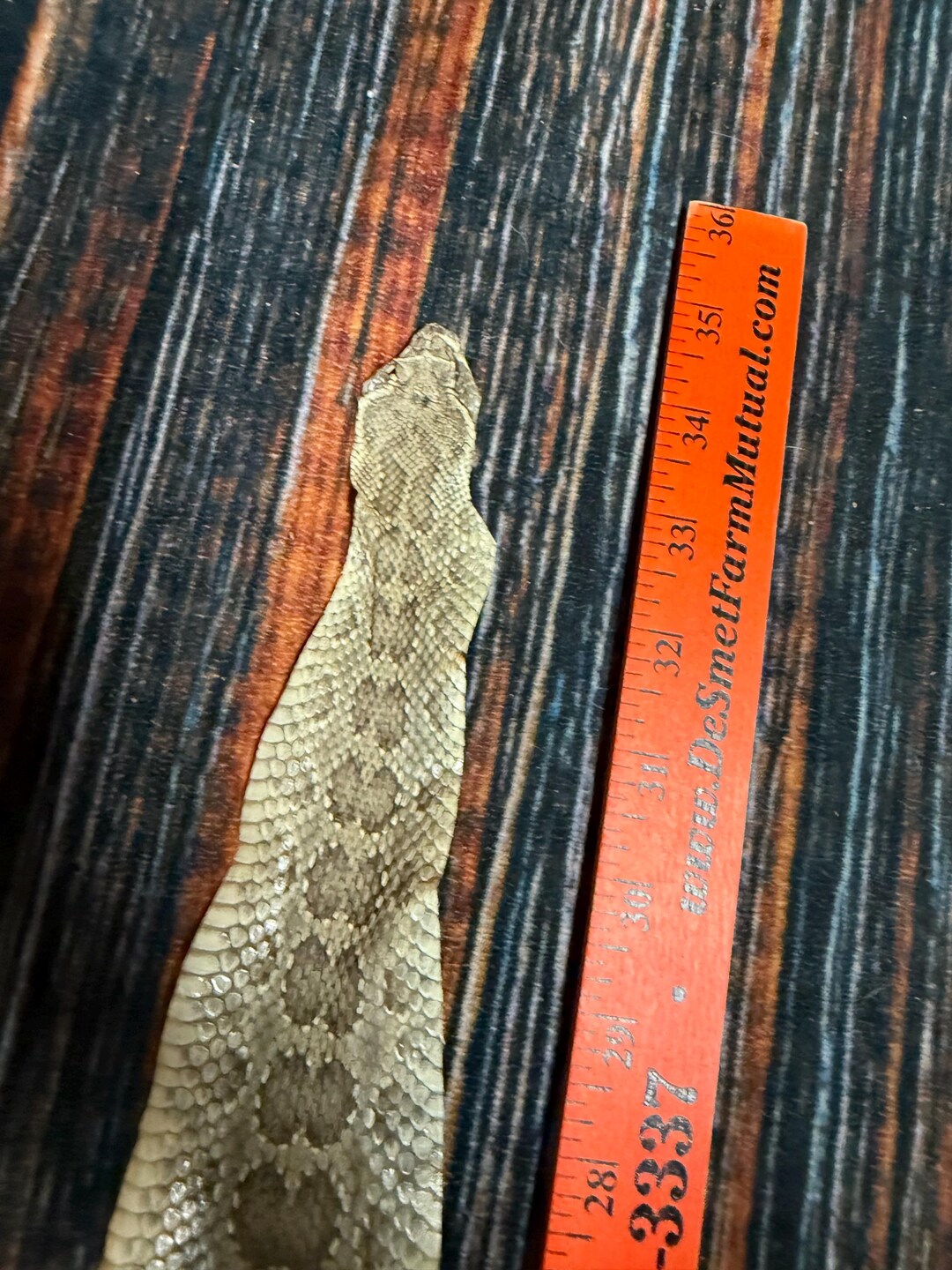 REAL Rattlesnake Skin Prairie Rattler Hide Soft Tanned Bow Wrap Blank ...