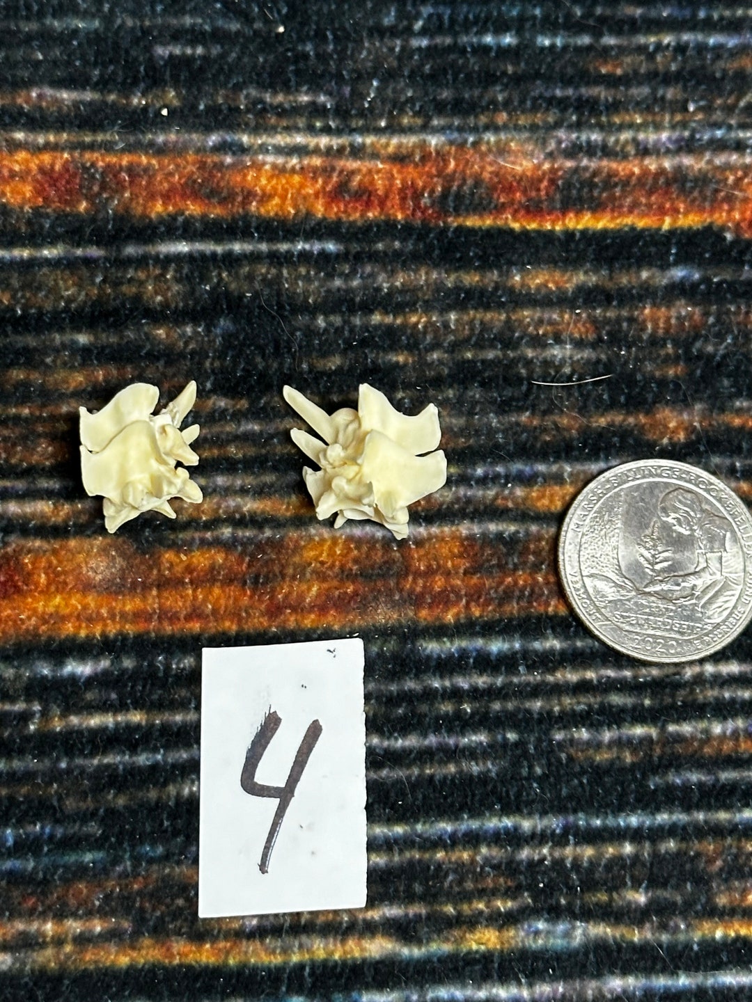 2 Real Fuzed Rattlesnake Vertebrae Bone Gothic Voodoo Witchcraft Craft ...