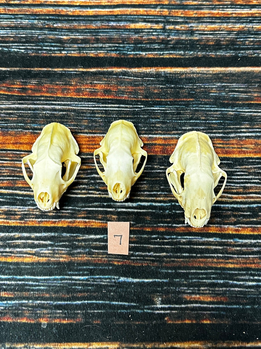 3 Real XL Skunk Skull Bone Animal Mount Man Cave Cabin Western Decor ...