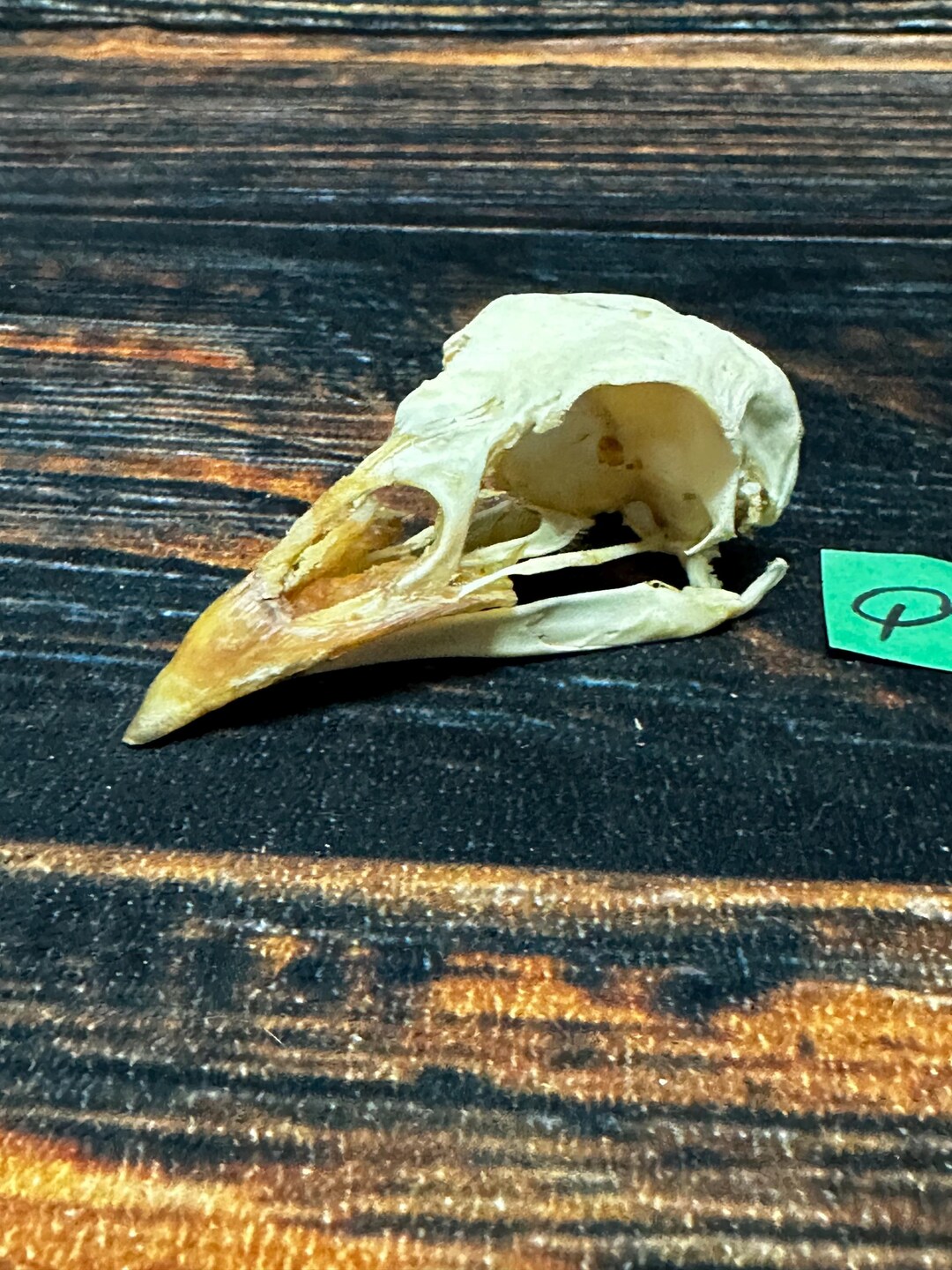 Real XL Turkey Skull Animal Fowl Unique Christmas Gift Art Bird Mount ...