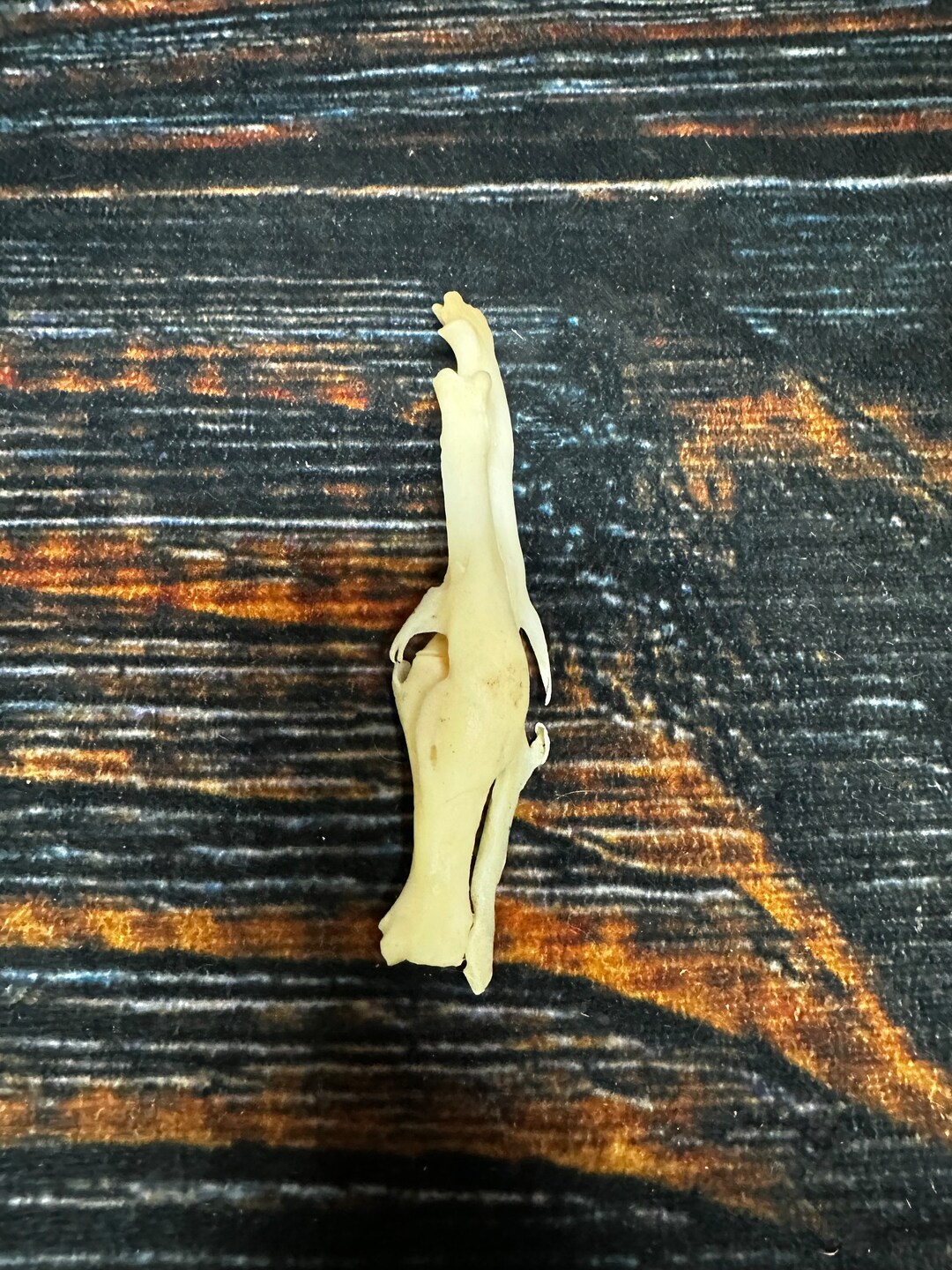 Real Natural Deformed Fox Leg Bone Pieces KNIFE Handle Craft Art Supply ...