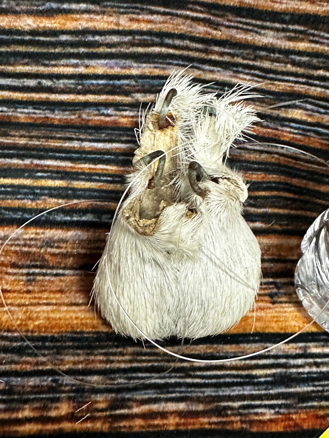 Real Antelope Scrotum Unique Ball Bag Oddity Nutsack Gag Gift Winter ...