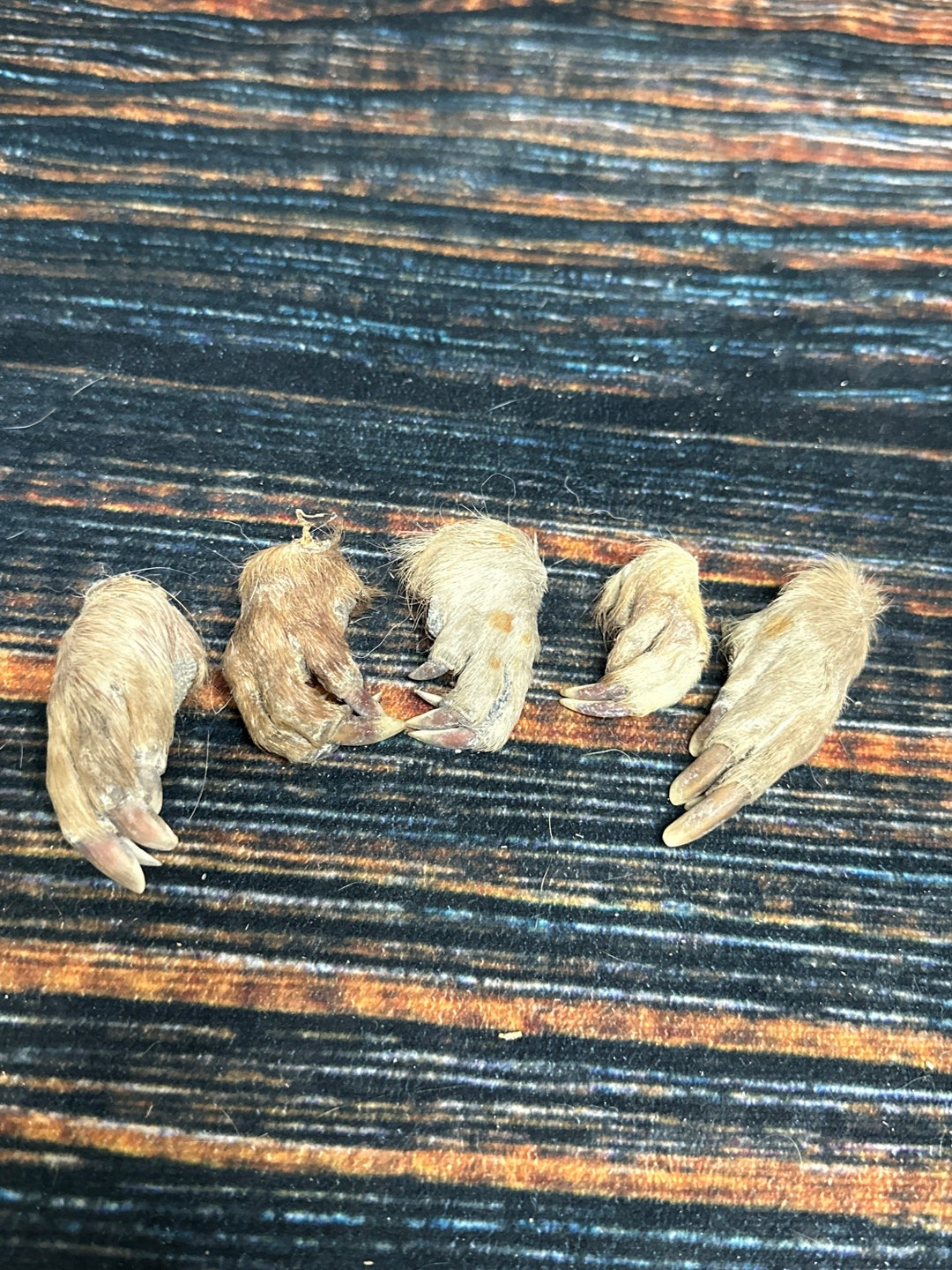 5 Front Beaver Feet Art Animal Mount Repair Witchcraft Voodoo Art ...